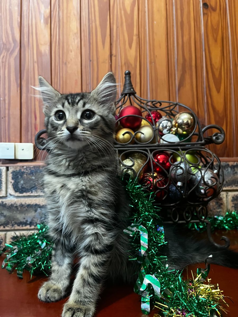 Jinx - Male Domestic Medium Hair Cat in QLD - PetRescue