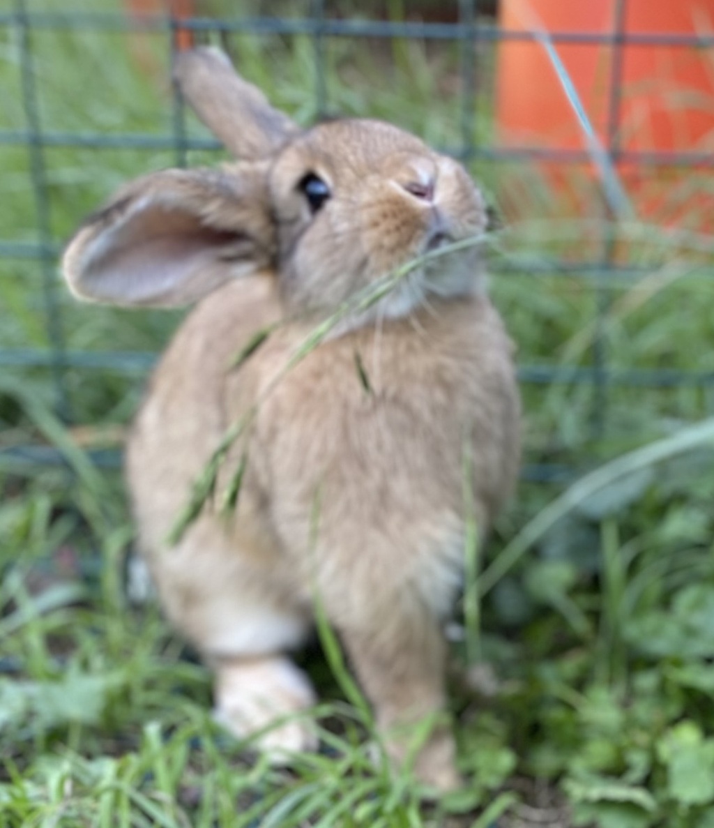 Lewis - Female Bunny Rabbit Mix Rabbit in VIC - PetRescue