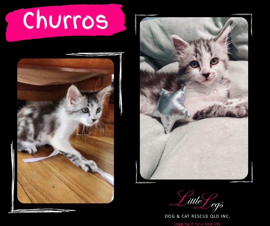 Churros - Male Domestic Short Hair Cat in QLD - PetRescue