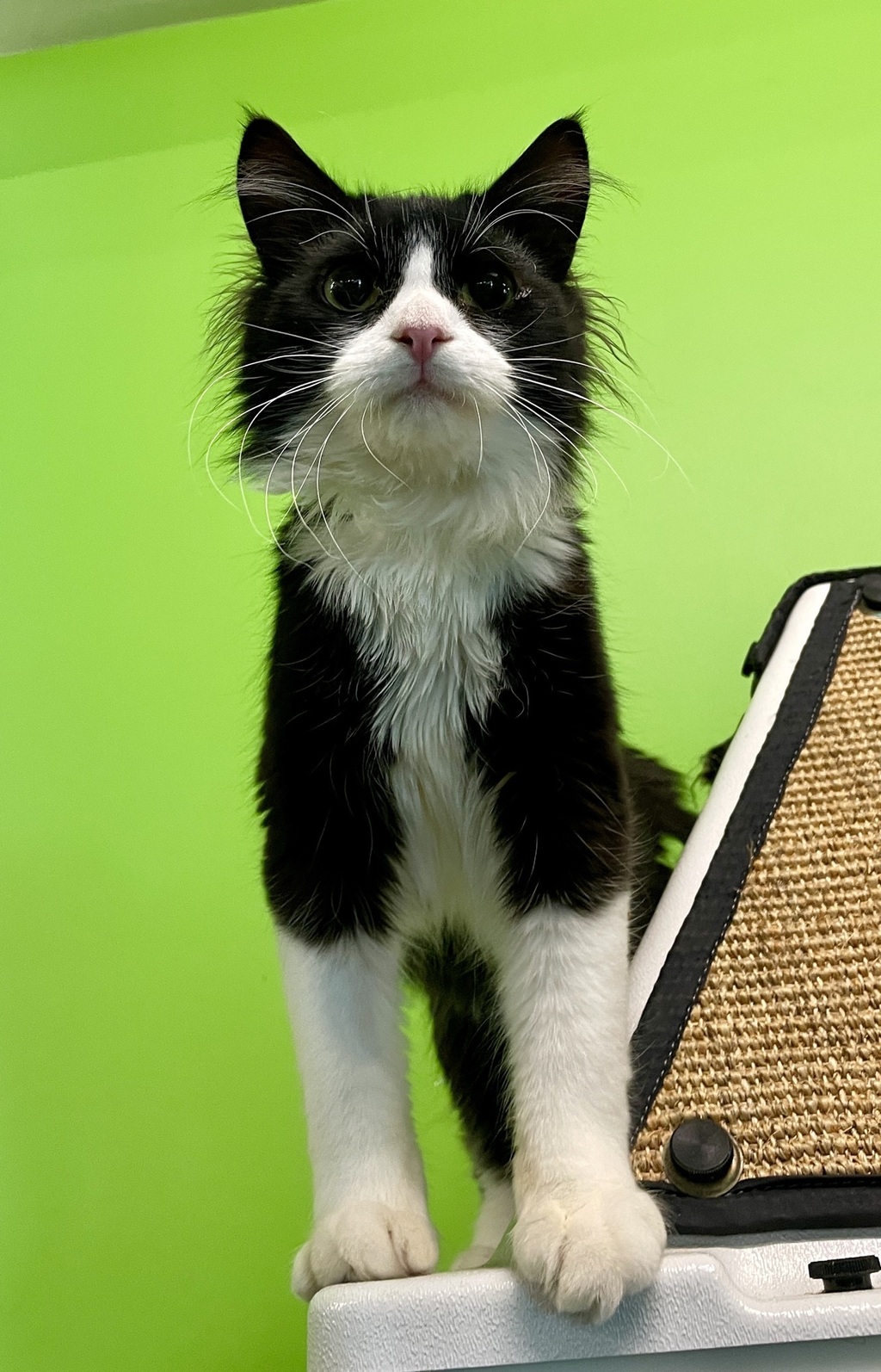 Blinky - Male Domestic Medium Hair Mix Cat in VIC - PetRescue