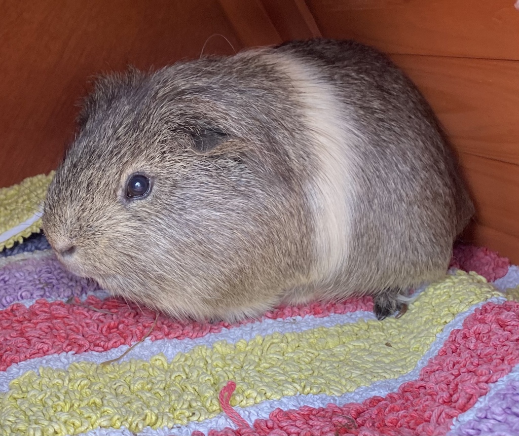 Steel - Male Short-hair American Guinea Pig Mix Guinea Pig in VIC ...