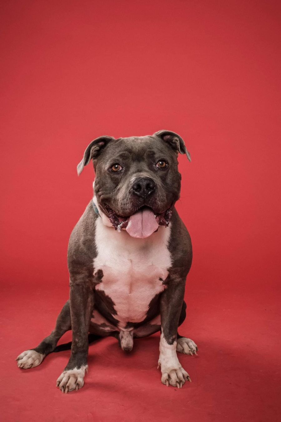 Tommy - Medium Male Amstaff Dog in NSW - PetRescue