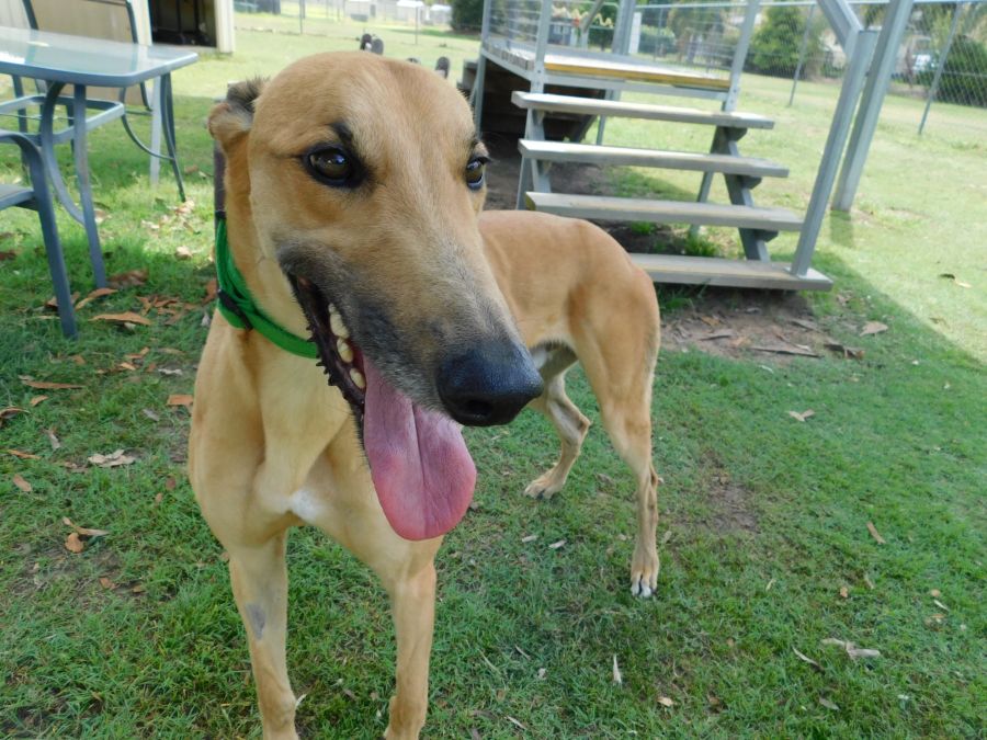 Milo - Large Male Greyhound Dog in QLD - PetRescue