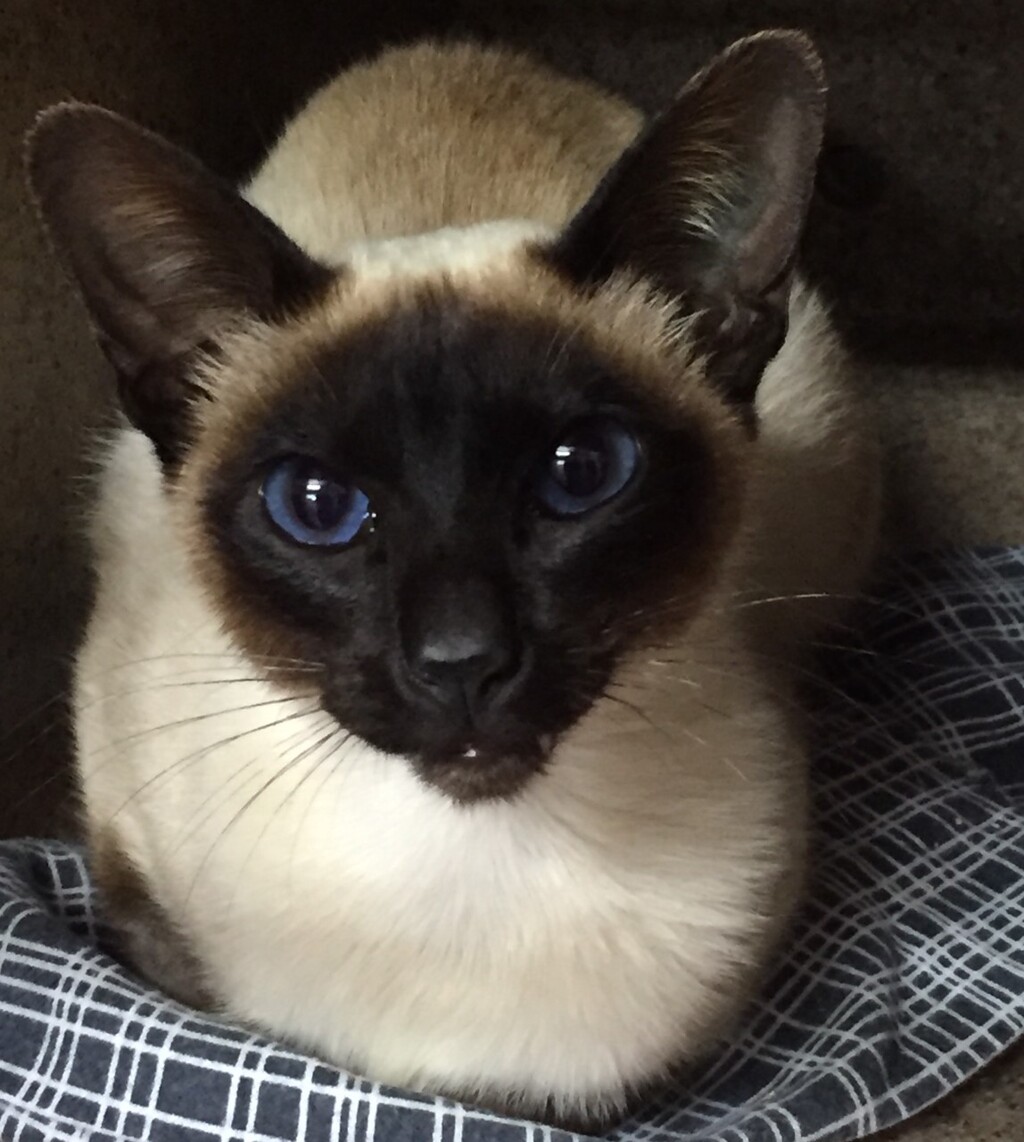 Eric - Male Siamese Cat in VIC - PetRescue