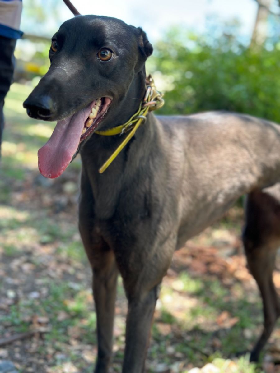 Hayley - Large Female Greyhound Dog in NSW - PetRescue