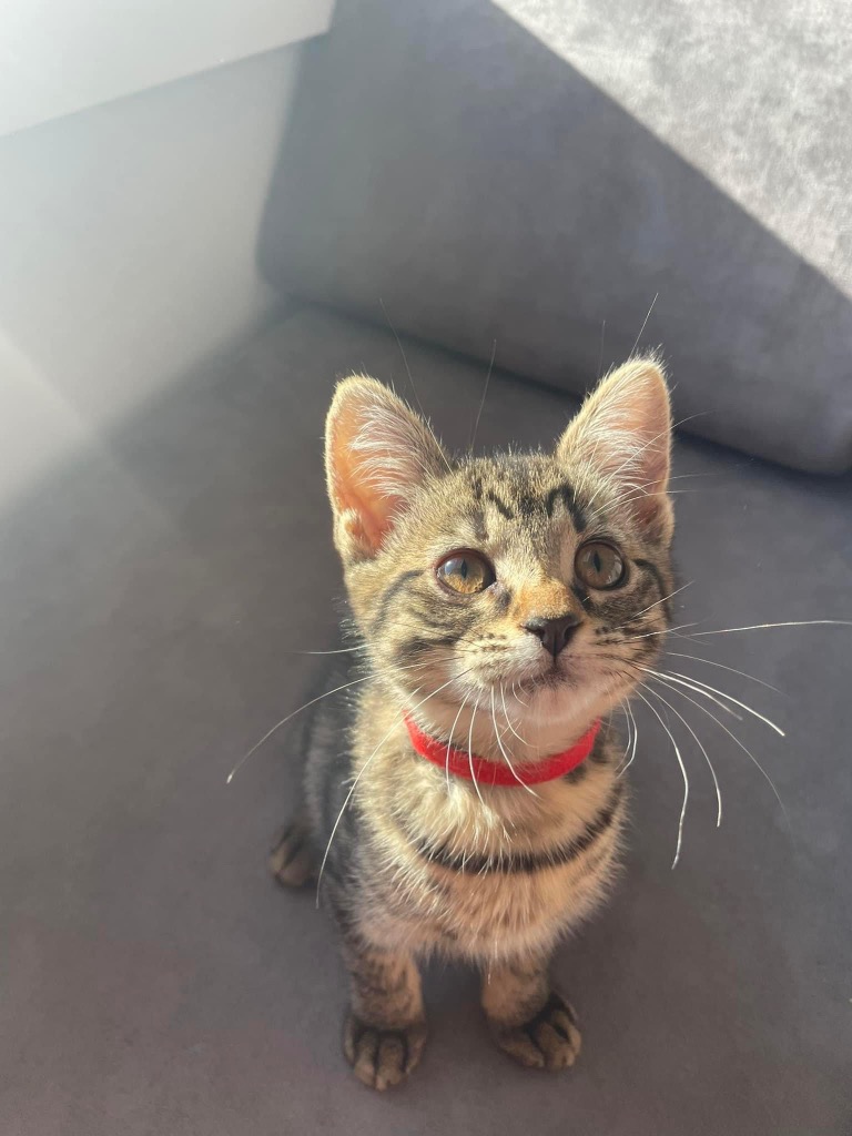 Romaine (Petstock) - Female Domestic Short Hair Cat in TAS - PetRescue