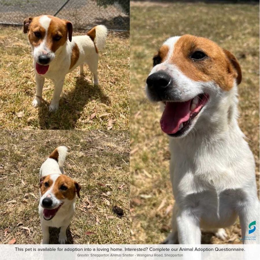 Bear - Small Male Jack Russell Terrier Dog in VIC - PetRescue