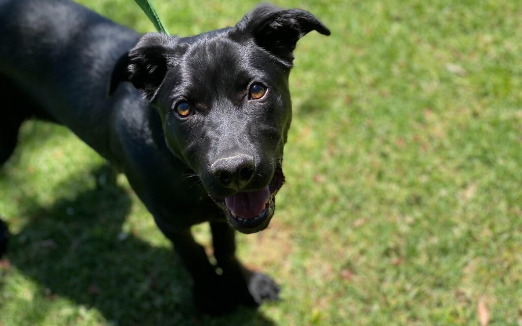 Obi - Medium Male Kelpie x Labrador Mix Dog in VIC - PetRescue