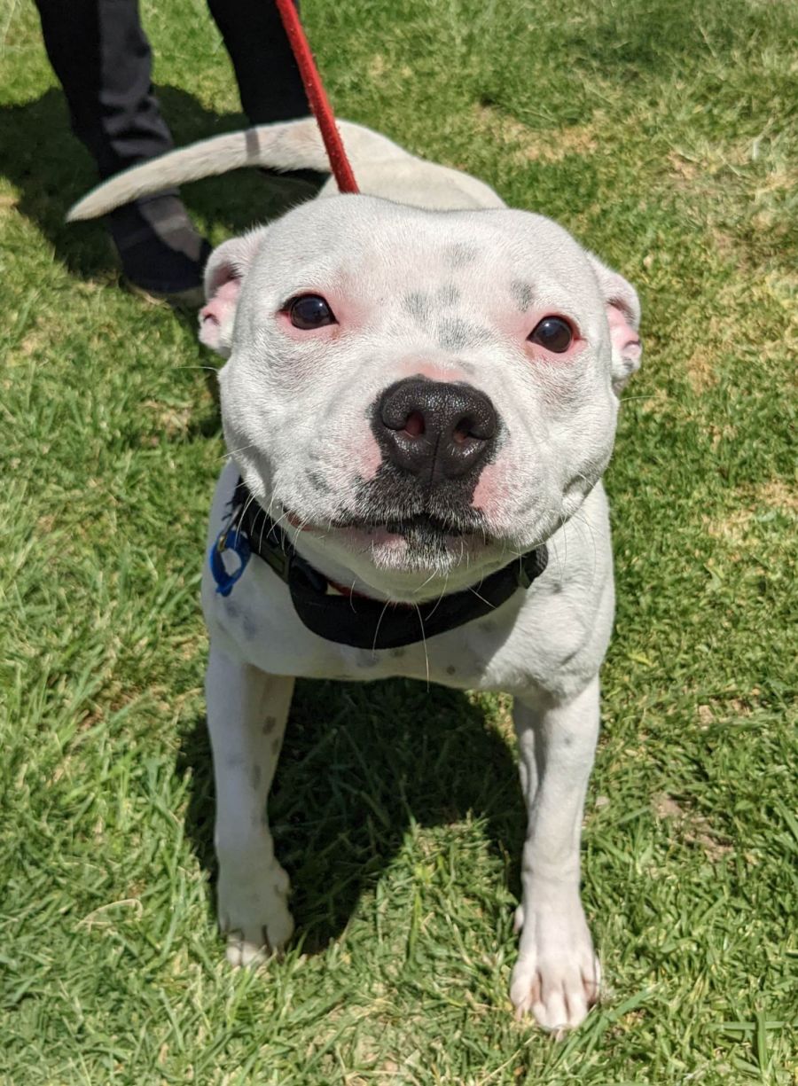 Krystal - Small Female Staffy Mix Dog in NSW - PetRescue