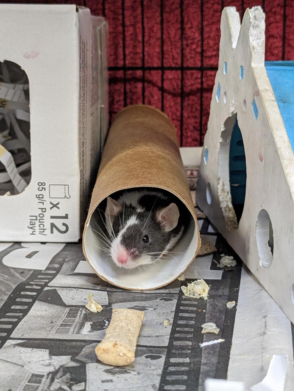 Mint - Male Mouse Mix Rodent in WA - PetRescue