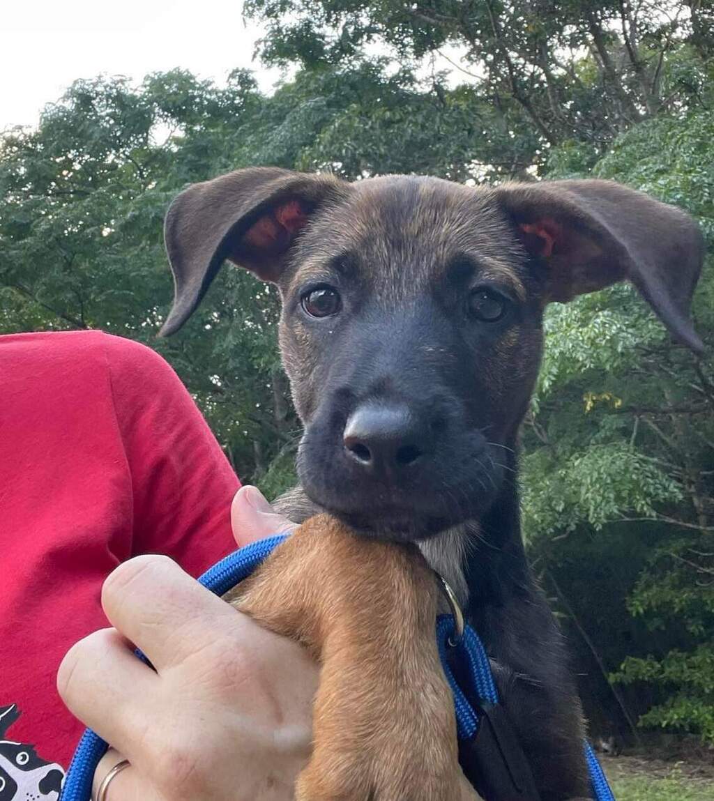 Max - Large Male Rhodesian Ridgeback x American Staffordshire Bull ...