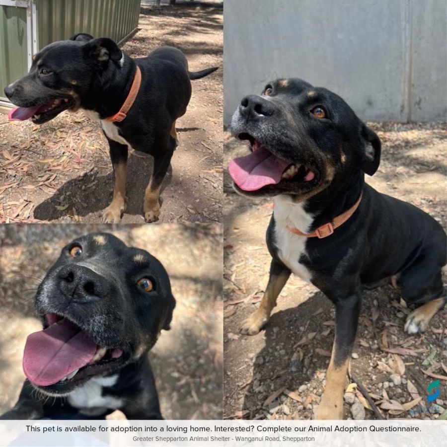 Rocky - Large Male American Staffordshire Terrier x Boxer Dog in VIC ...