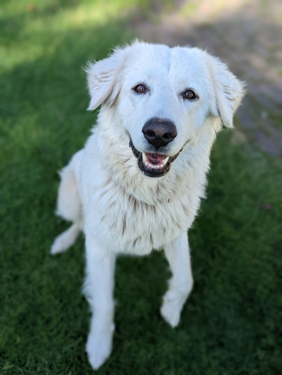 Nona - Large Female Maremma Sheepdog Dog in VIC - PetRescue