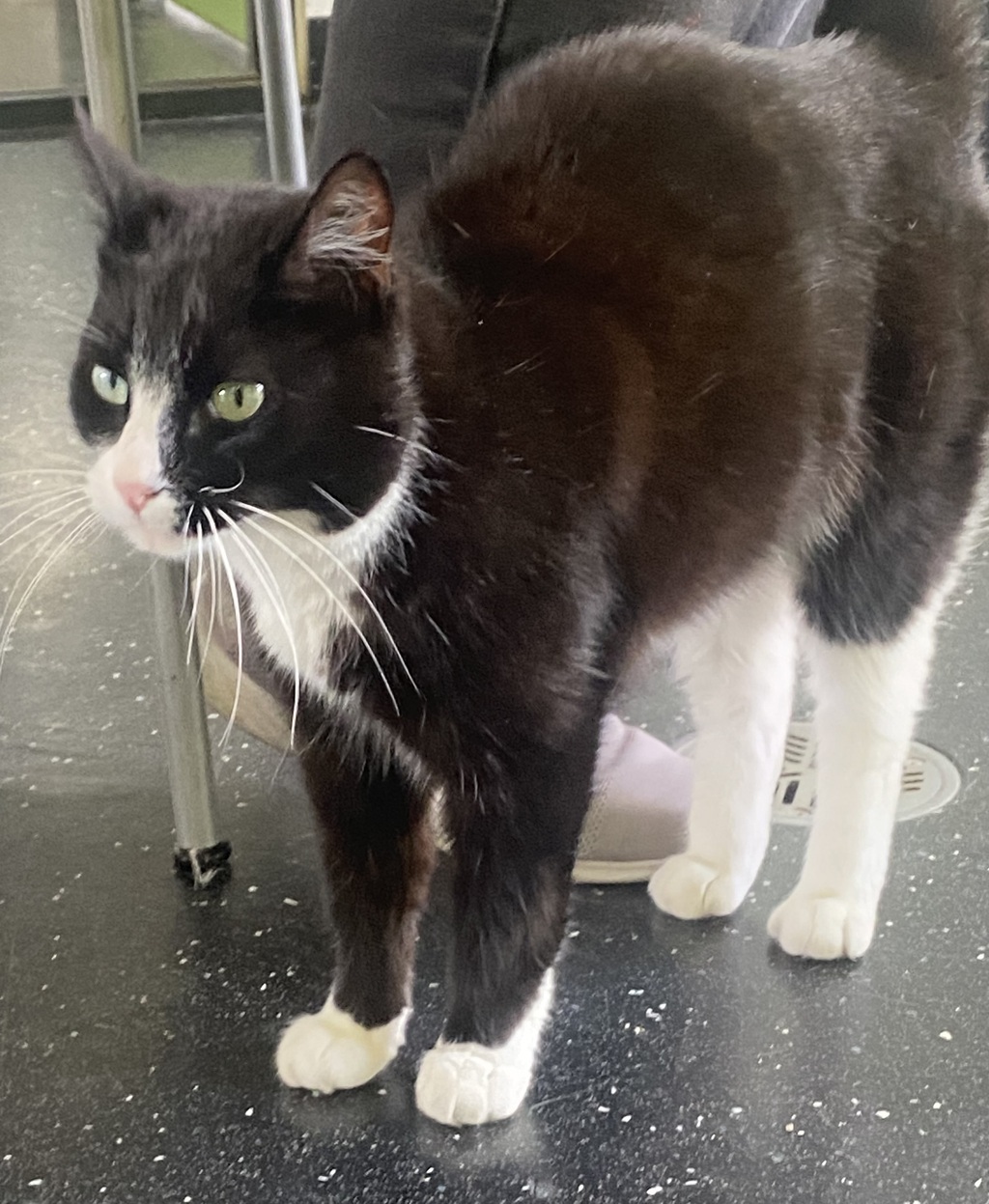 Poppet - Female Domestic Short Hair Mix Cat in VIC - PetRescue