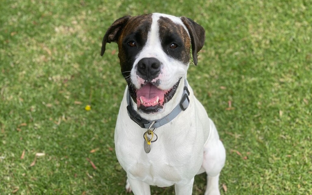 Bosco - Medium Male Boxer Mix Dog in VIC - PetRescue