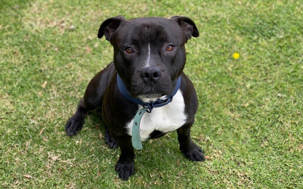Cruiser - Medium Male American Staffy Mix Dog in VIC - PetRescue