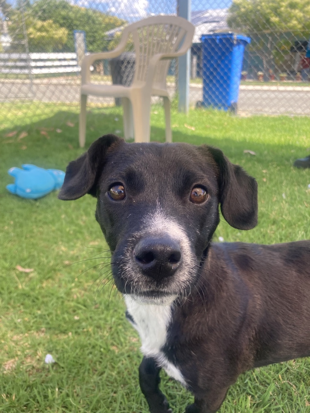 Chop - Small Male Small Crossbreed Mix Dog in WA - PetRescue