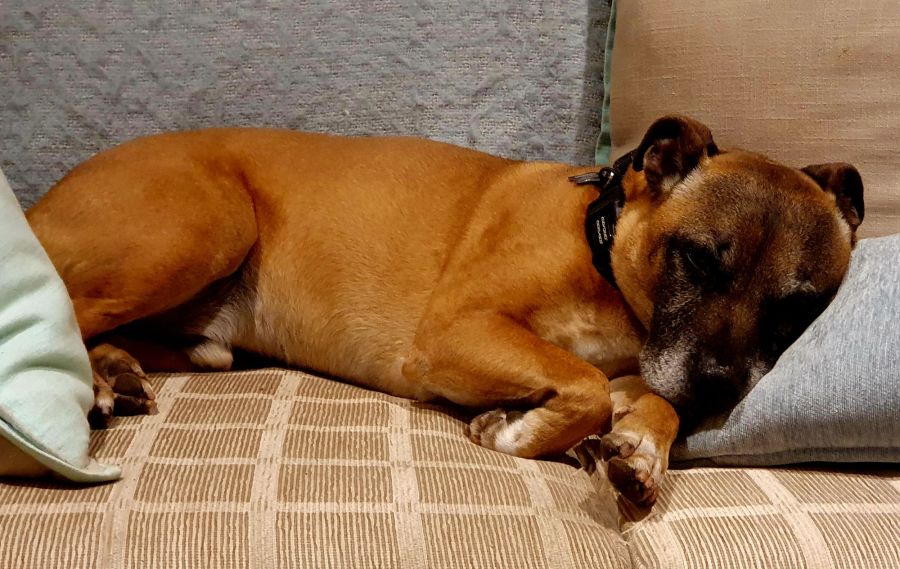 Rex - Medium Male Staffy x Jack Russell Terrier Mix Dog in VIC - PetRescue