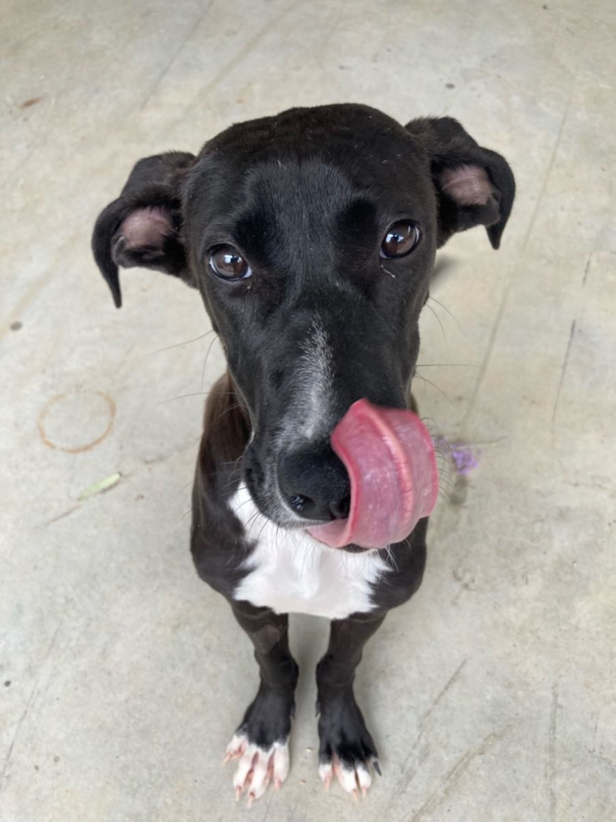 Winnie - Large Female Boxer x Bull Arab Mix Dog in NSW - PetRescue