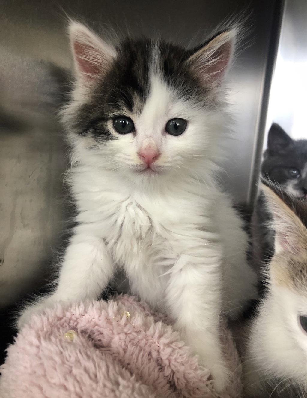 Migi - Male Domestic Medium Hair Cat in VIC - PetRescue
