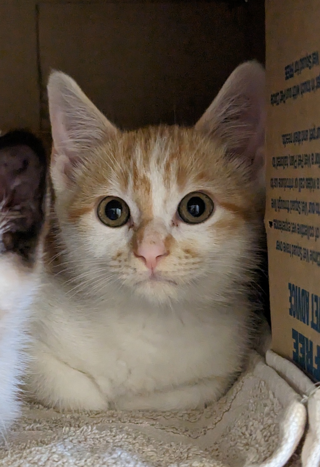 Chester - Male Domestic Short Hair Mix Cat in QLD - PetRescue