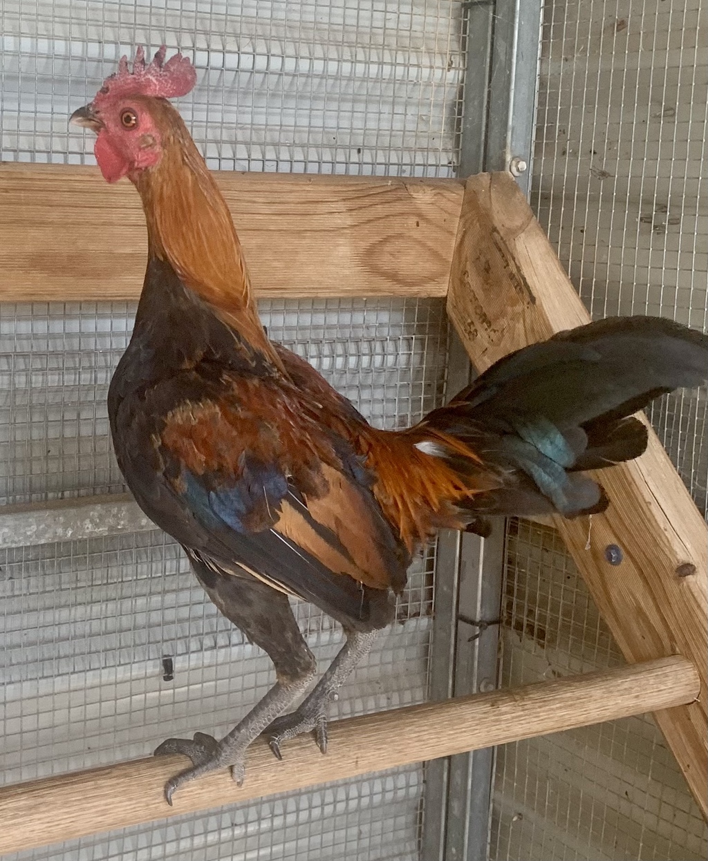 Chicken Little - Male Rooster Mix Fowl in QLD - PetRescue