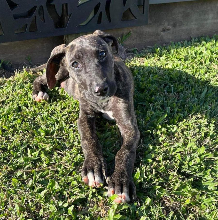 Niobi - Medium Female Catahoula Mix Dog in QLD - PetRescue