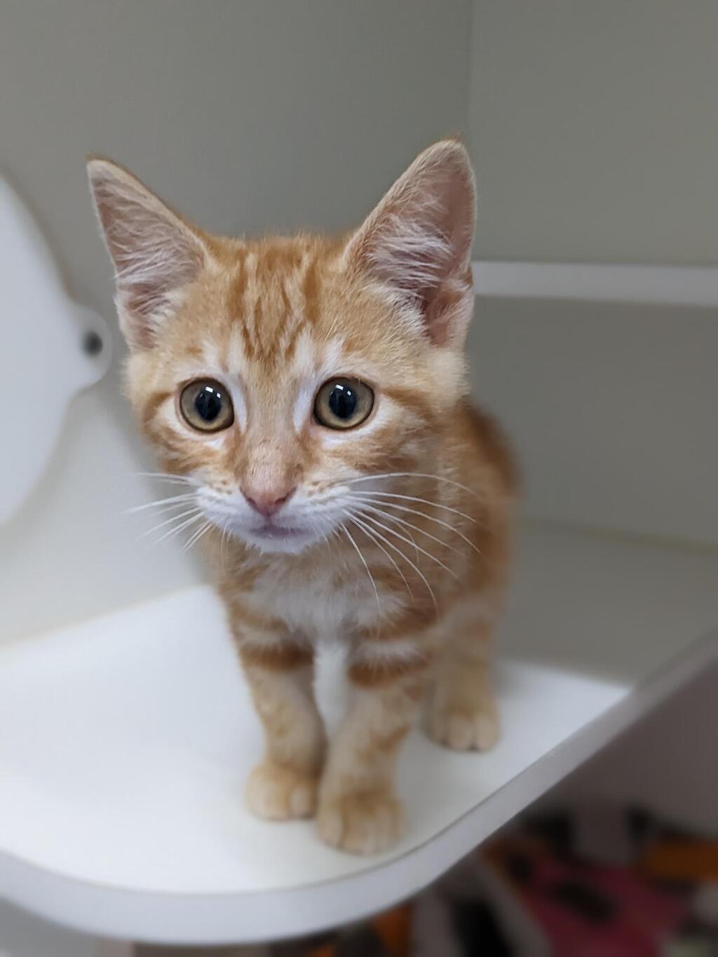 Gingerbread - Male Dsh Mix Cat in WA - PetRescue