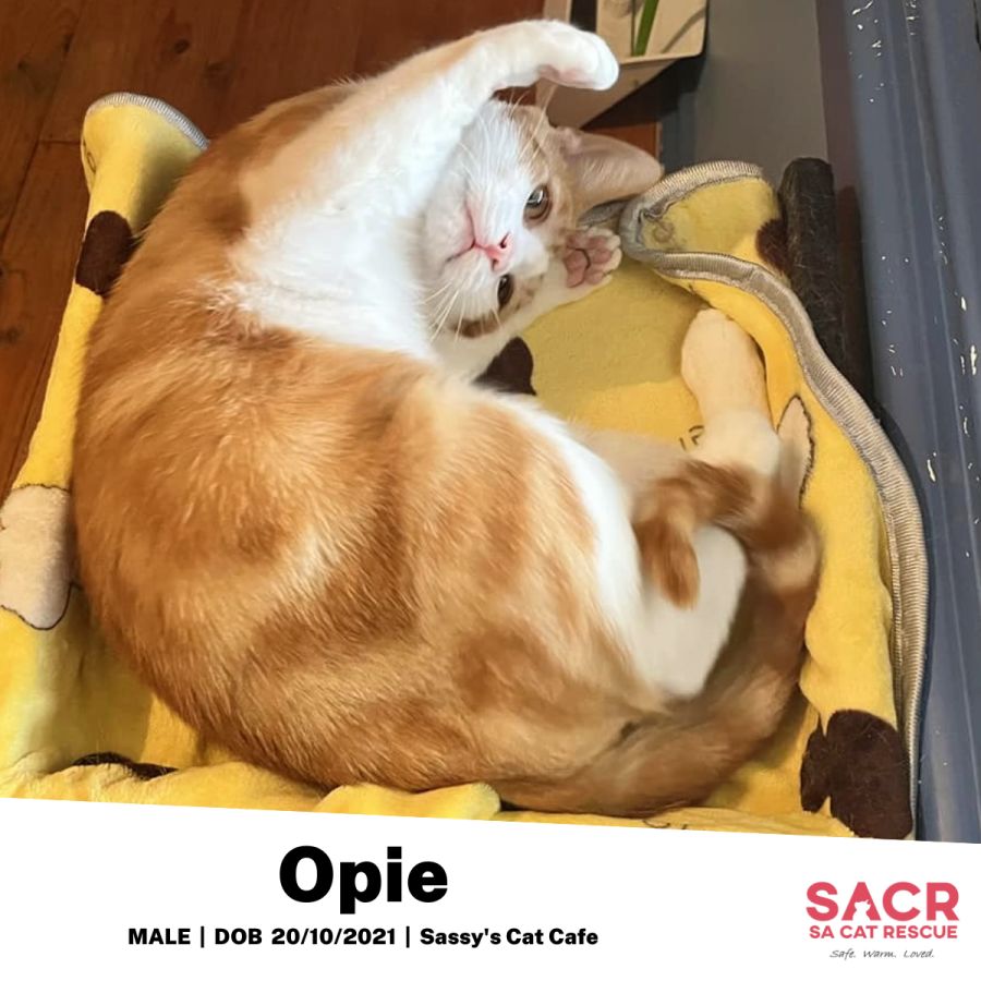 Opie - Male Domestic Short Hair Cat in SA - PetRescue
