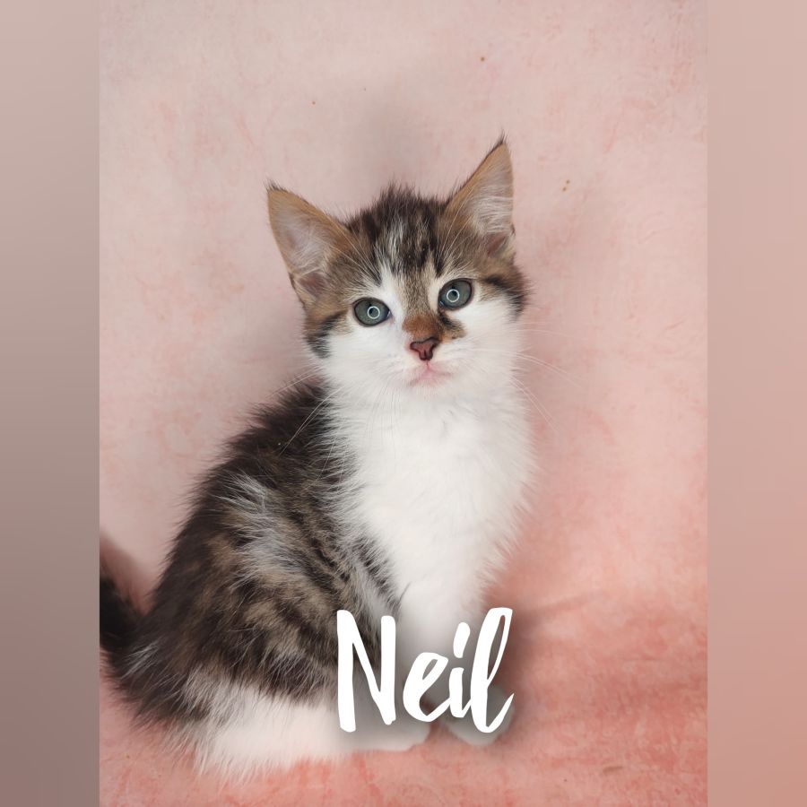 Neil - Male Domestic Short Hair Cat in VIC - PetRescue