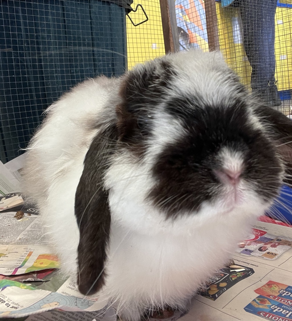 Autumn - Female Lop Eared Mix Rabbit in WA - PetRescue