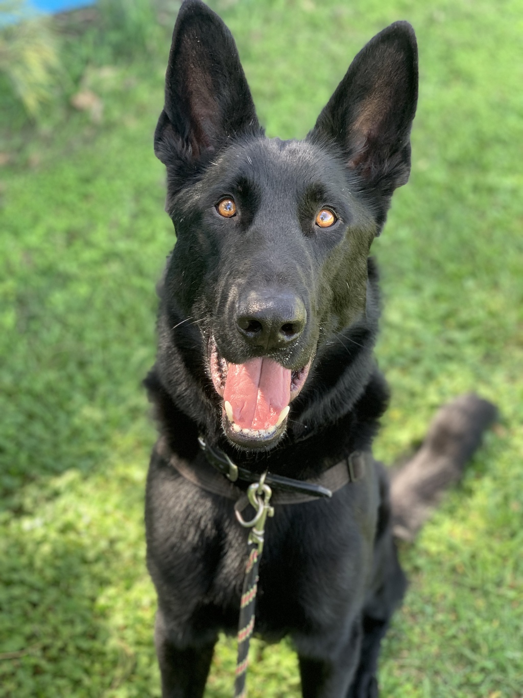 Smoke - Large Male German Shepherd Dog in QLD - PetRescue