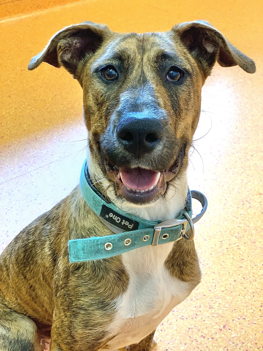 cady - Large Female Lurcher Mix Dog in QLD - PetRescue