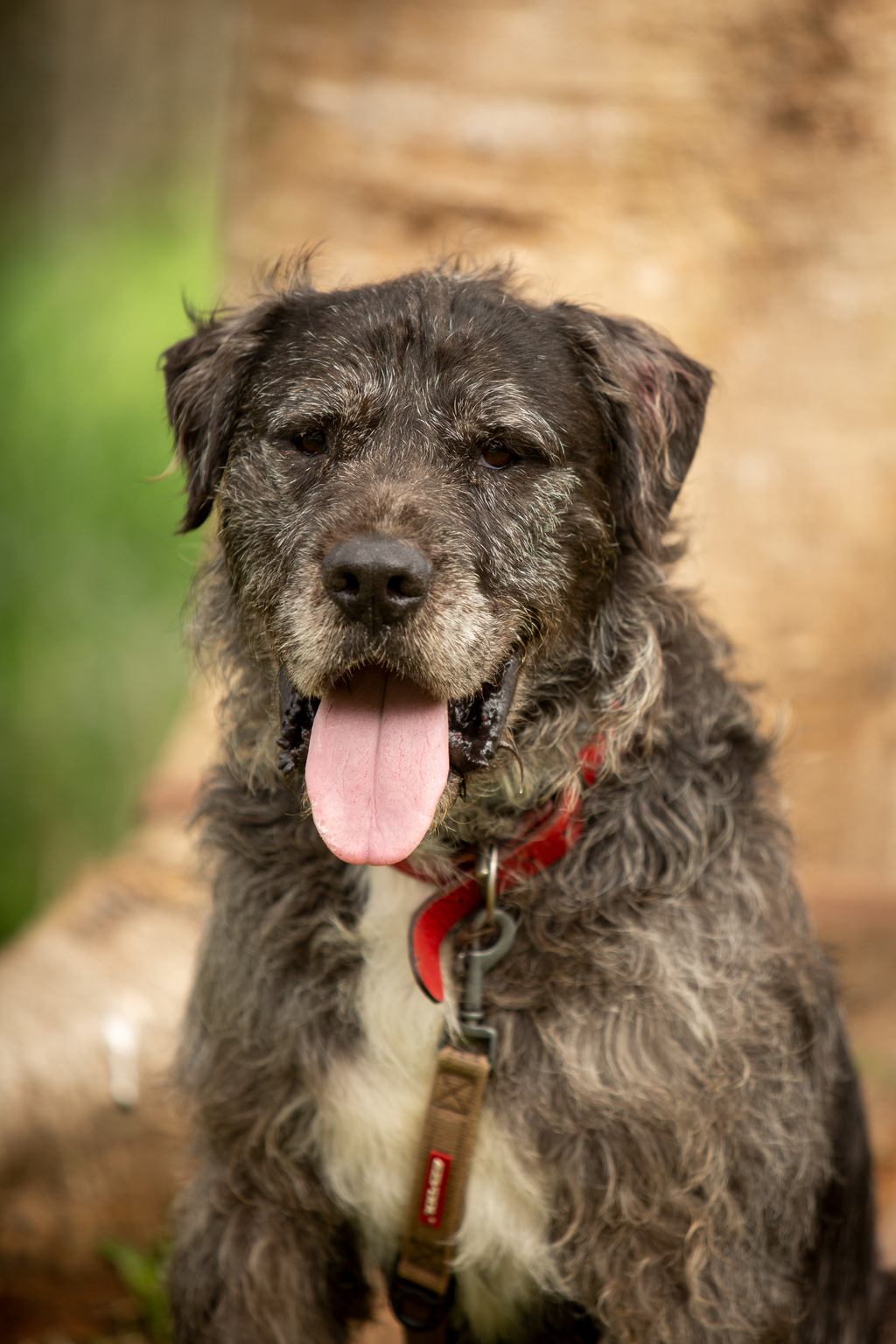 Boss - Large Male Great Dane x Irish Wolfhound Mix Dog in QLD - PetRescue