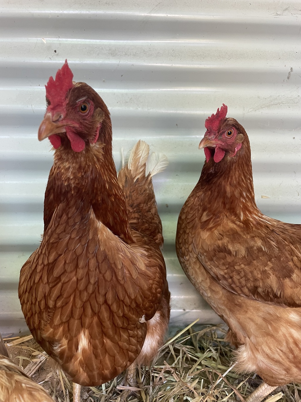 Regina George, Karen Smith - Female Chicken Mix Fowl in WA - PetRescue