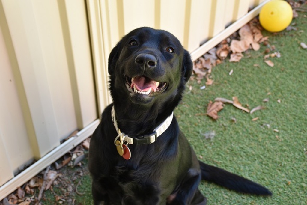 Commander Lexa - Medium Female Labrador Mix Dog in VIC - PetRescue