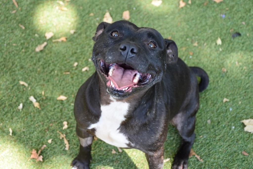 Daisy - Medium Female Staffy Mix Dog in VIC - PetRescue