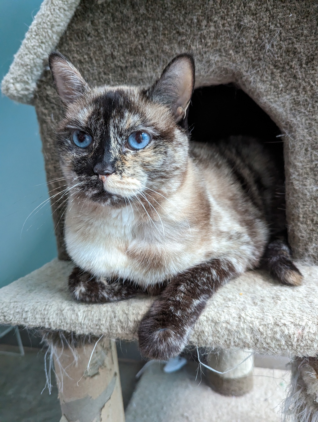 Marley - Female Domestic Short Hair x Snowshoe Mix Cat in QLD - PetRescue