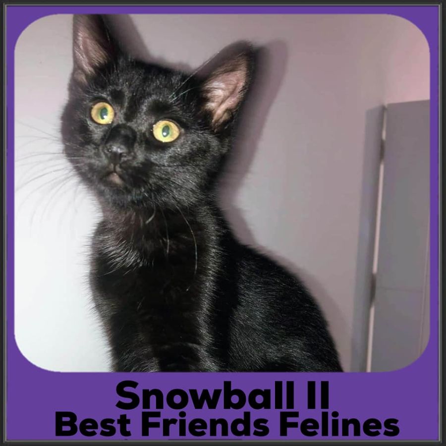 Snowball II - Female Domestic Short Hair Cat in QLD - PetRescue