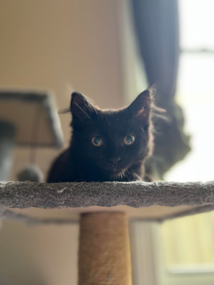 Portobello - Located in Clifton Hill - Female Domestic Short Hair Cat ...