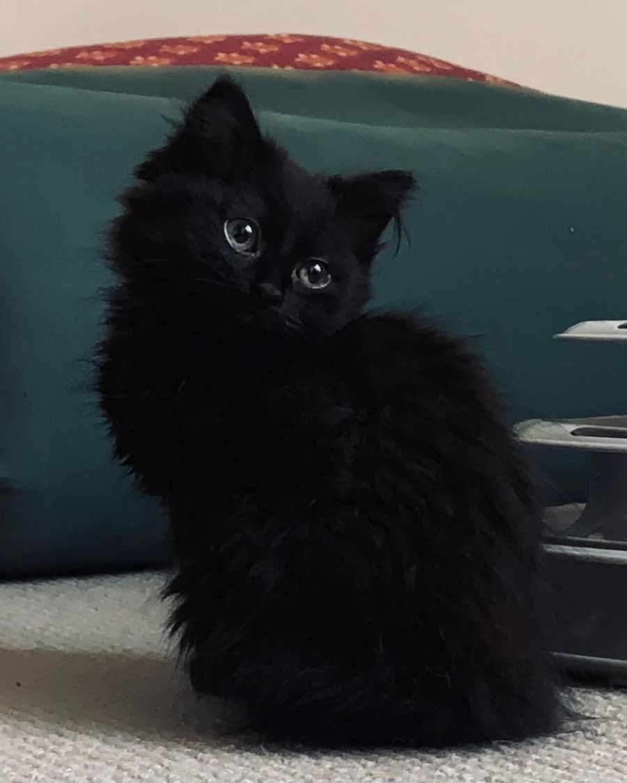 Puffball - Located in Clifton Hill - Female Domestic Short Hair Cat in ...