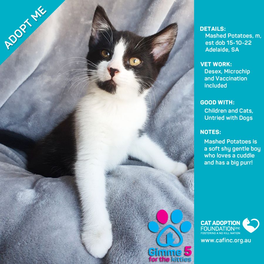 Mashed Potatoes - Male Domestic Short Hair Cat in SA - PetRescue