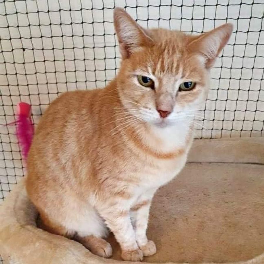 Perth Rescue Angels - PetRescue