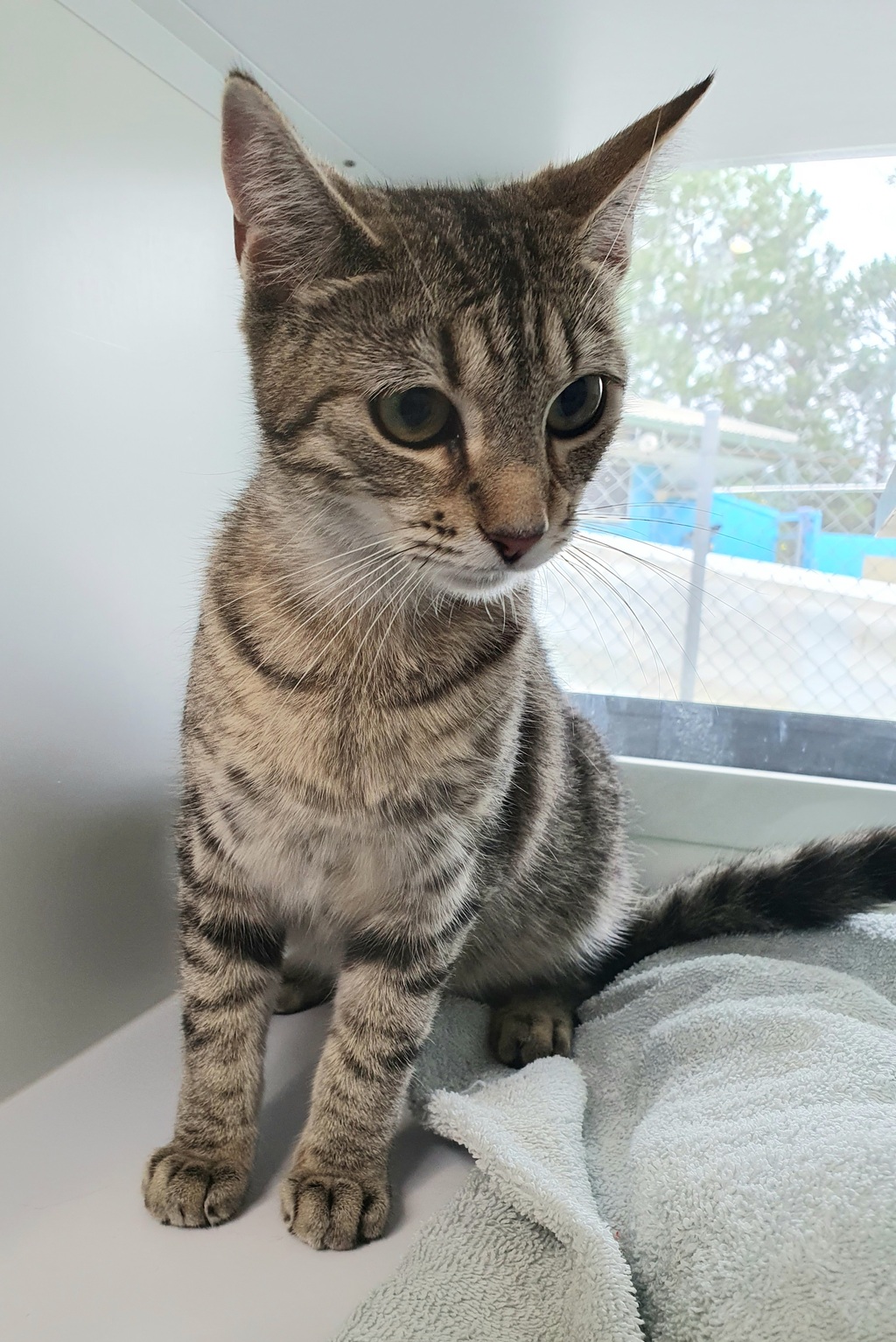 Chicha - Female Domestic Short Hair Mix Cat in QLD - PetRescue