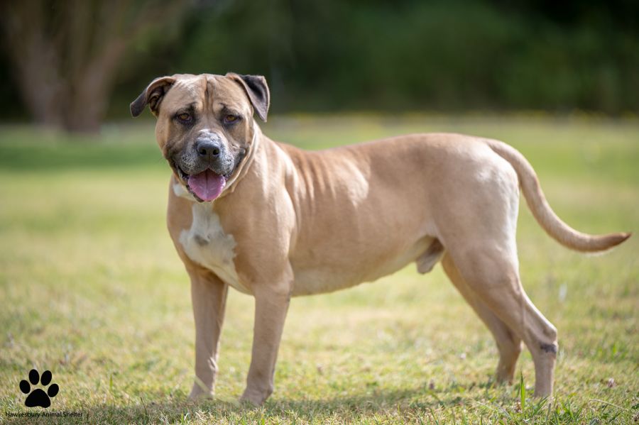 Baloo - Large Male Staffy Dog in NSW - PetRescue