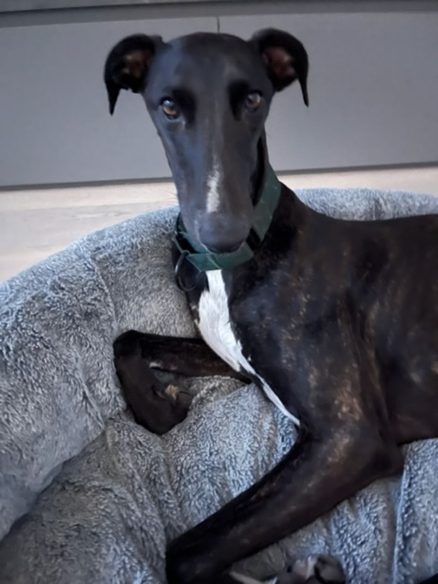 Flo - Large Female Greyhound Dog in VIC - PetRescue