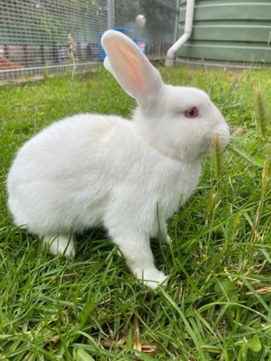 Snowy - Male Lop Eared Rabbit in NSW - PetRescue