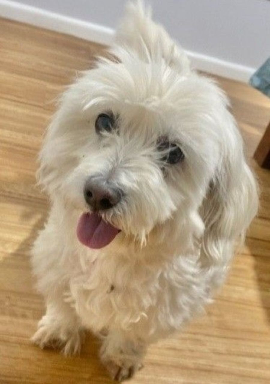 Daisy - Small Female Maltese Dog in NSW - PetRescue