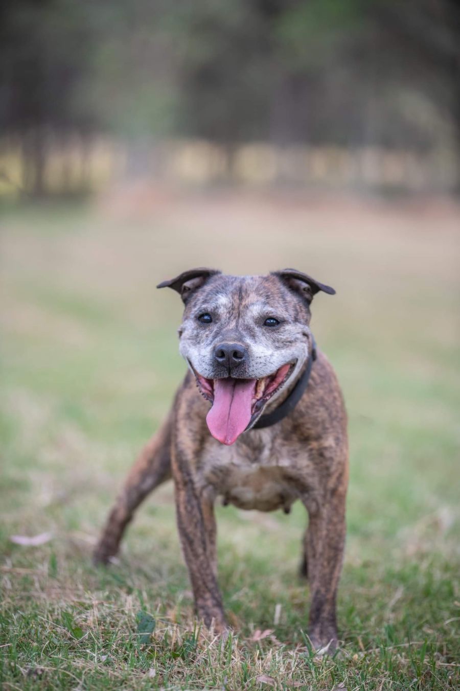Honey - Medium Female Staffy Dog in NSW - PetRescue