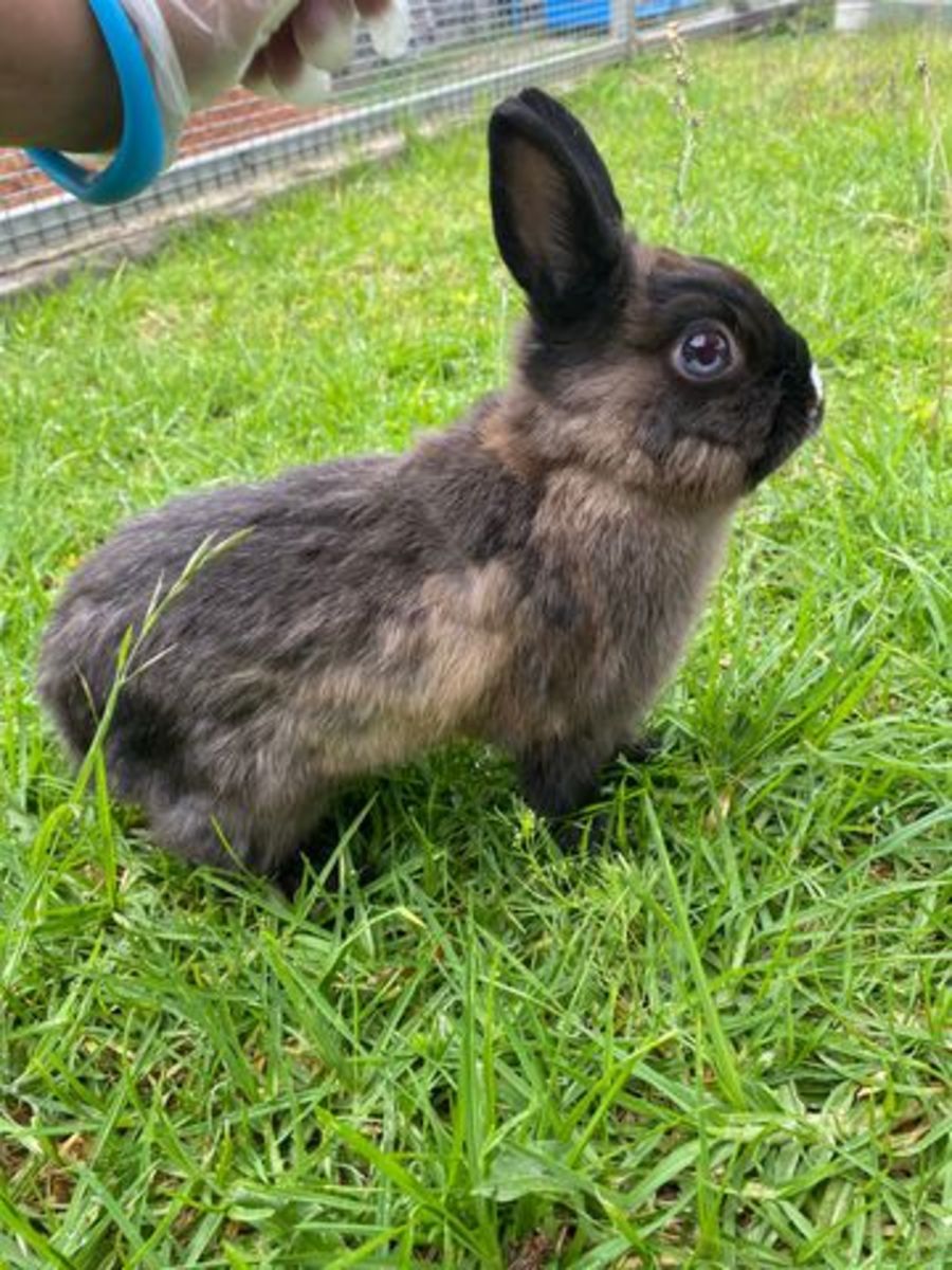 Karina - Female Rabbit in NSW - PetRescue